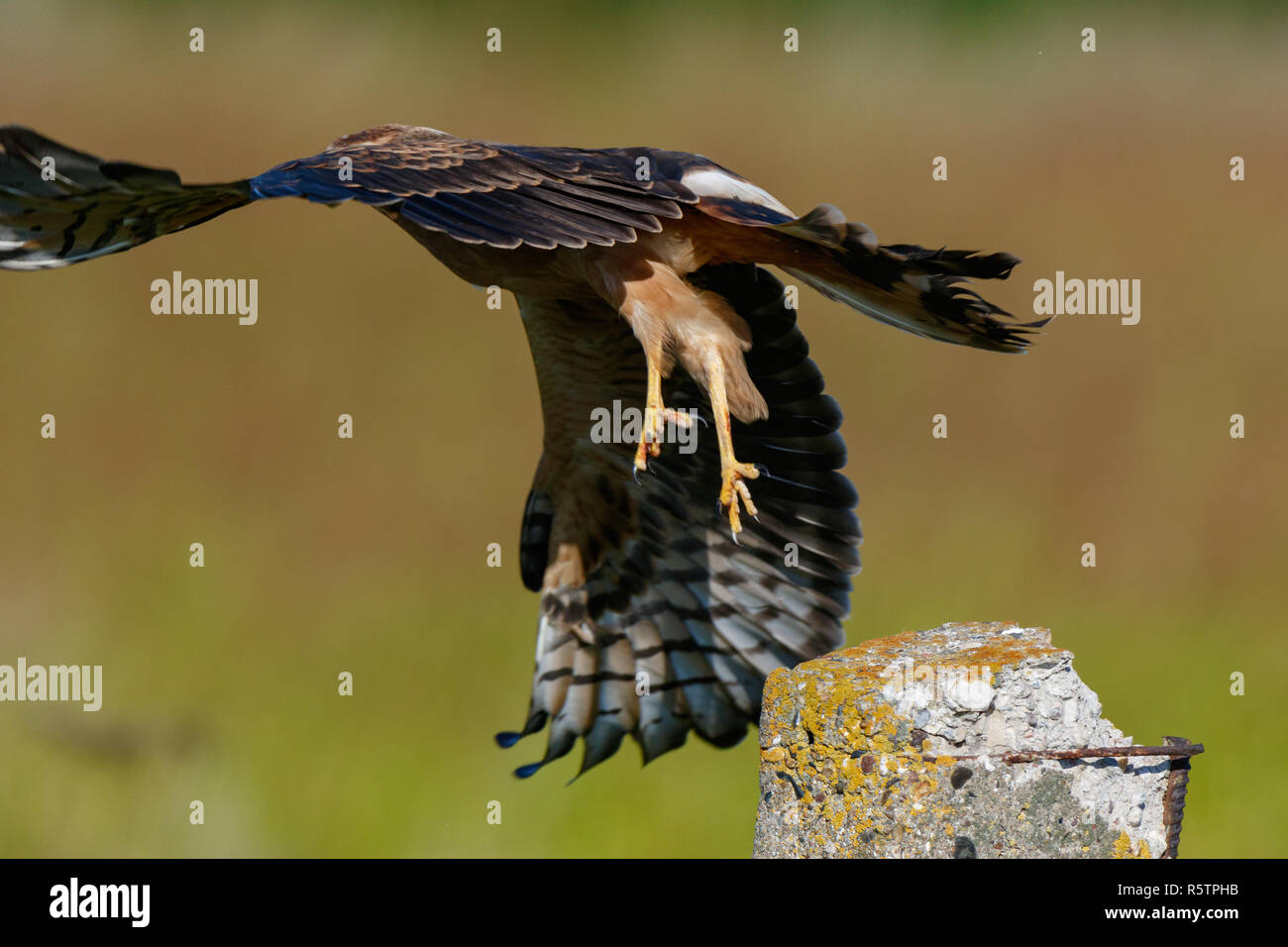 Montagu's Harrier (Circus pygargus). young Stock Photo - Alamy