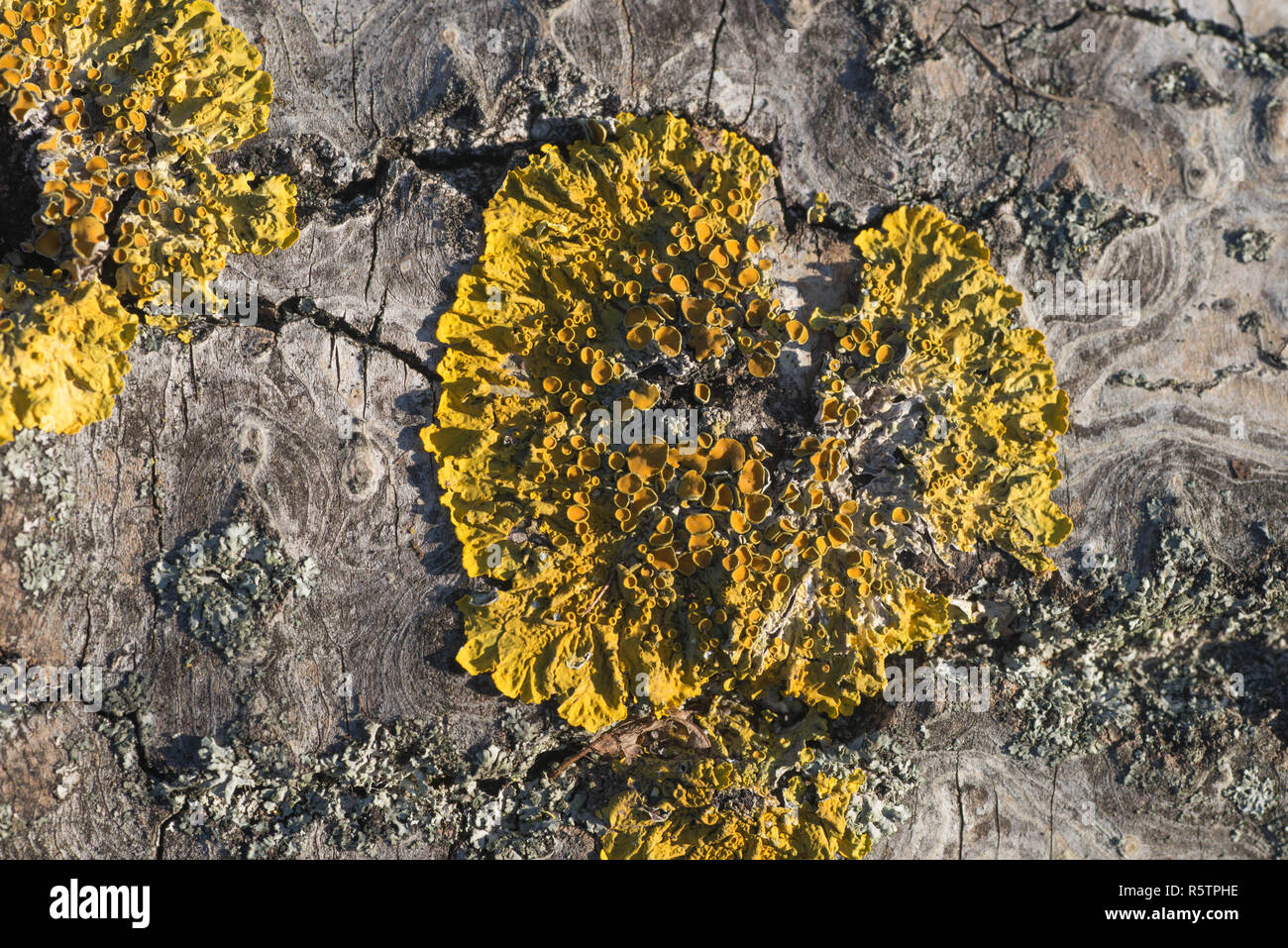 Orange lichen texture hi-res stock photography and images - Alamy