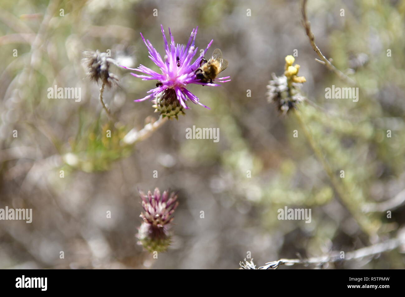Wild flowers and Thistle on the mountains of Cyprus Stock Photo - Alamy