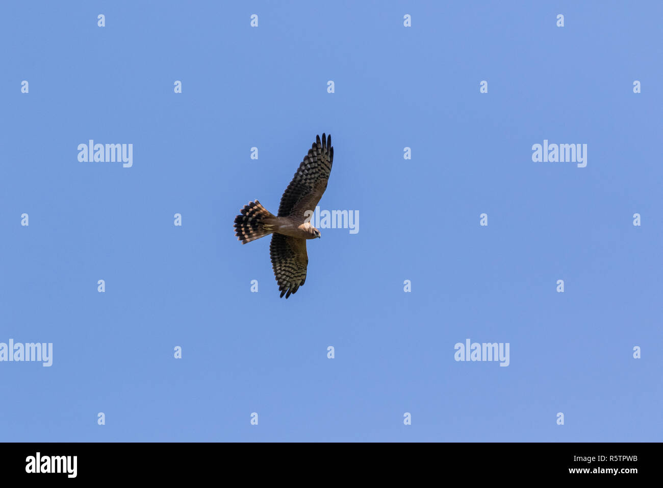 Montagu's Harrier (Circus pygargus). young Stock Photo - Alamy