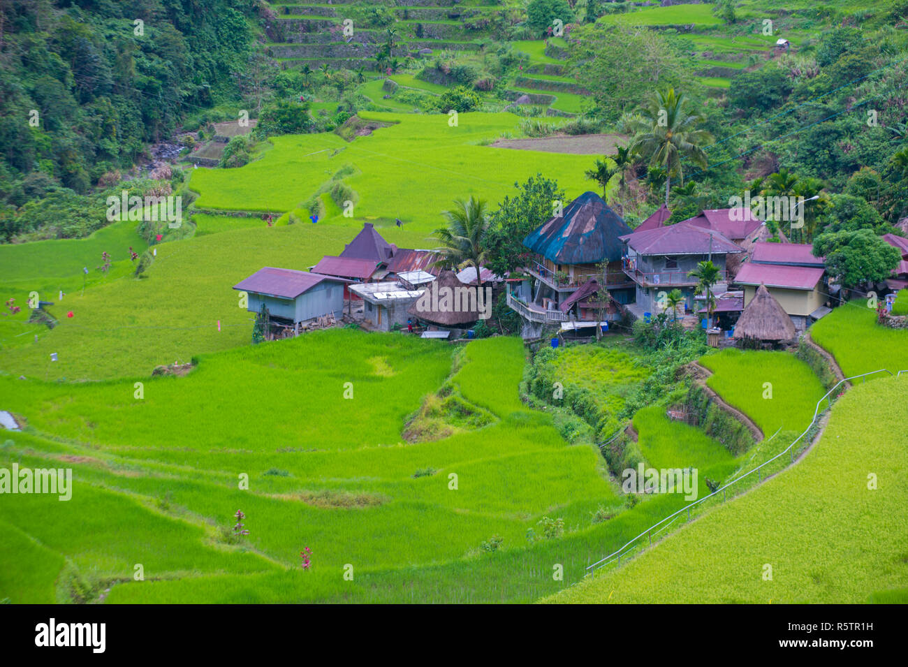 View of rice terraces fields in Banaue, Philippines. The Banaue rice ...