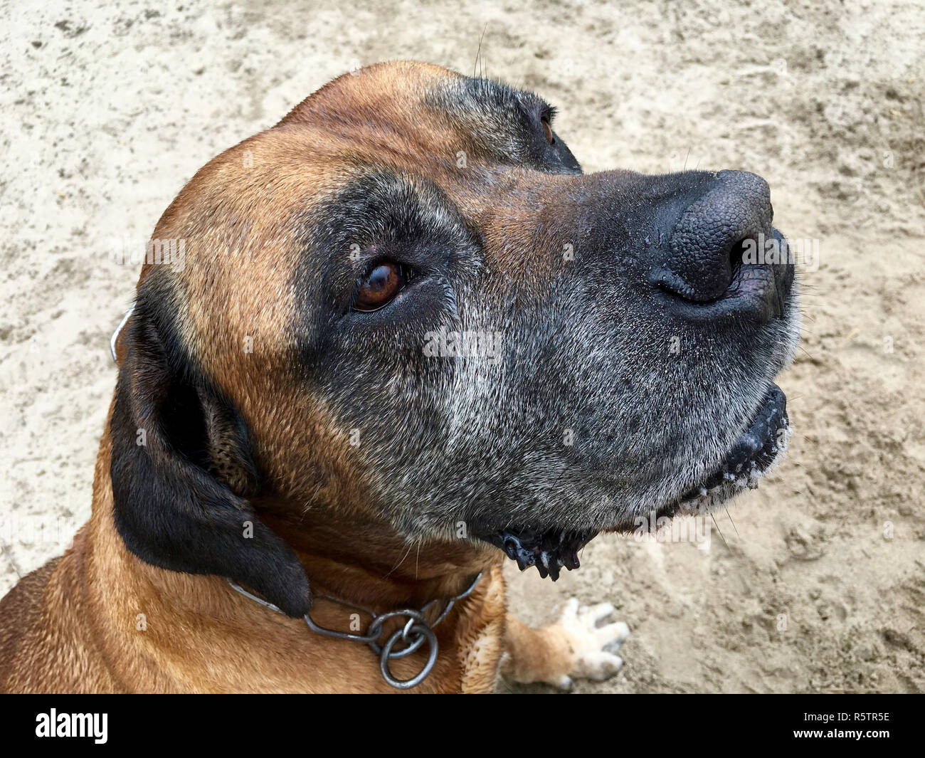 portrait of a boerboel,burbull on the beach Stock Photo - Alamy