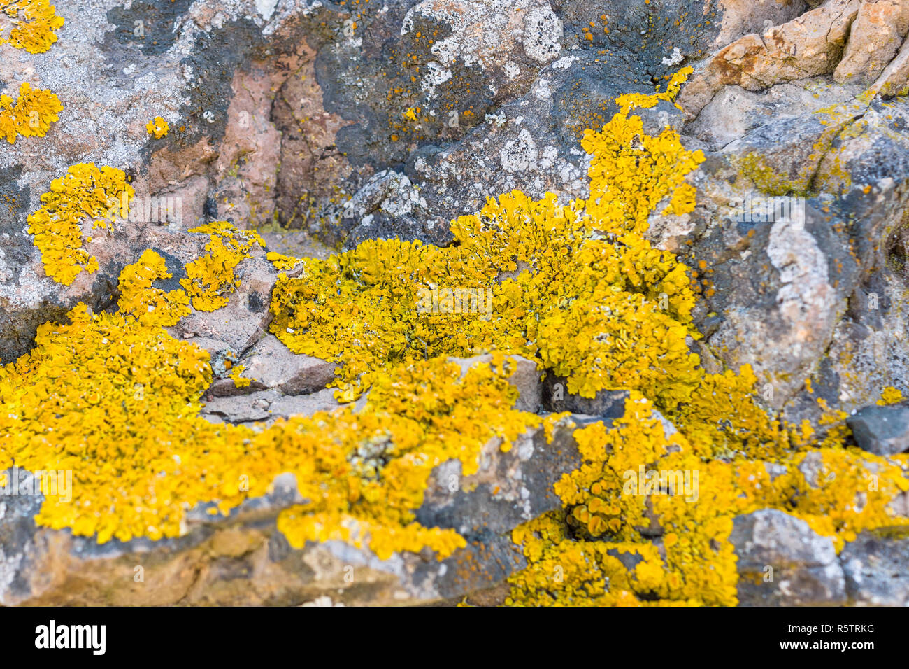 Backdrop of orange lichen on stone hi-res stock photography and images ...