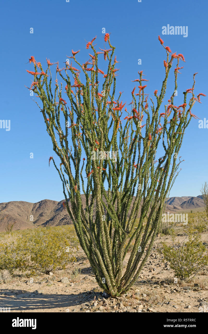 Ocotillo in Bloom in the Desert Stock Photo - Alamy