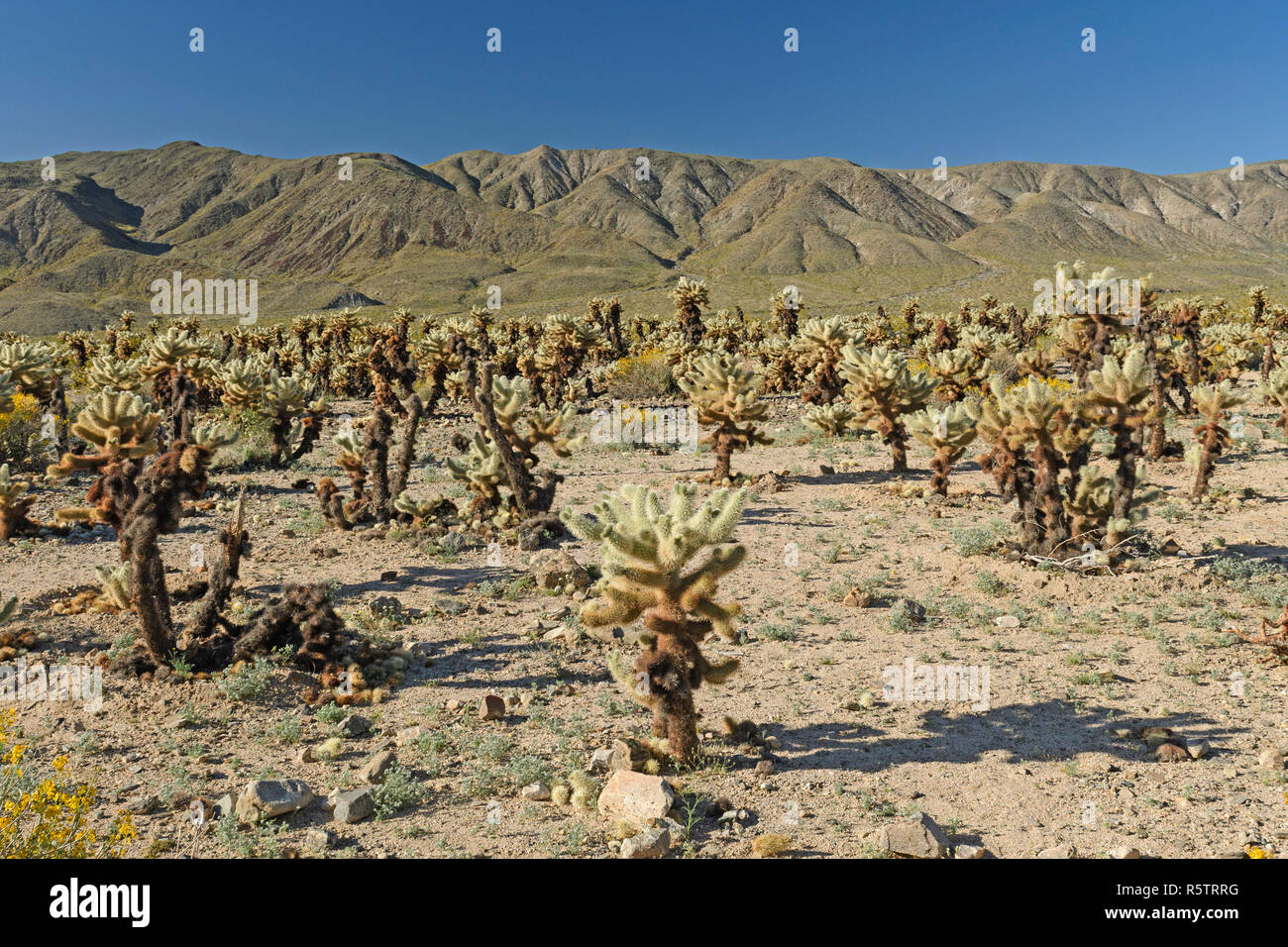 Cholla Garden in the Desert Stock Photo - Alamy