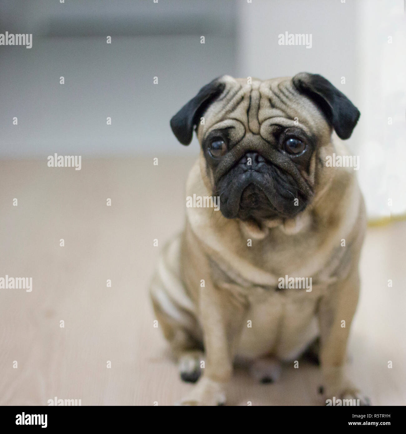 Very sad pag dog with big eyes looking to the camera Stock Photo - Alamy