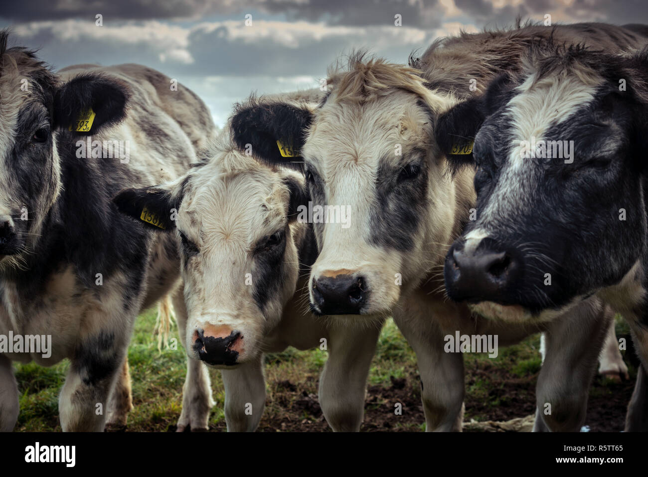 Shaggy cows hi-res stock photography and images - Alamy