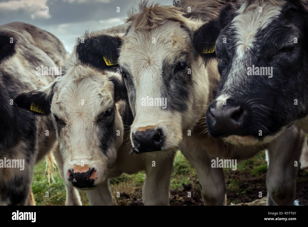 Curious shaggy cows huddled together on a cold autumn day in the dutch ...