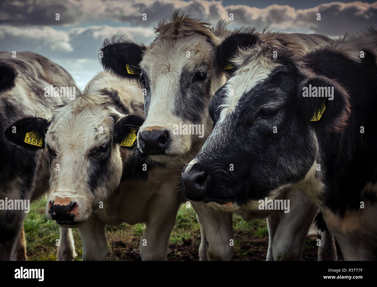 Nosey cows hi-res stock photography and images - Alamy