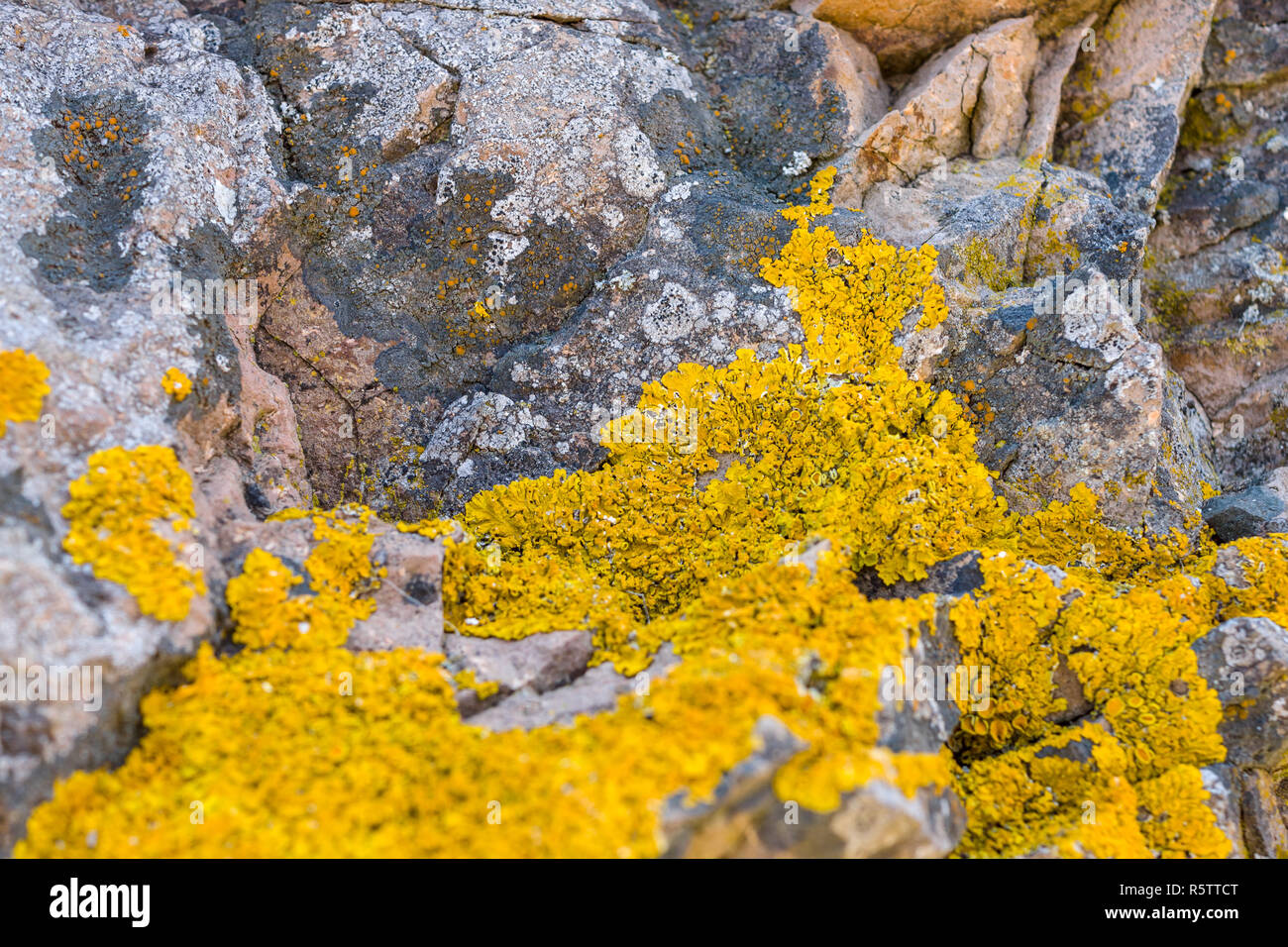 Lichen of the genus Crustose lichen on stones. Background Stock Photo ...