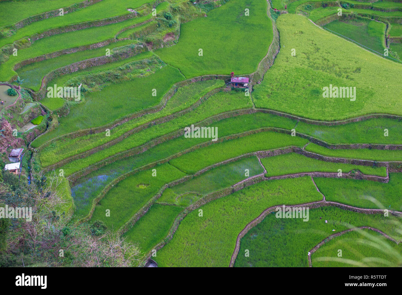 View of rice terraces fields in Banaue, Philippines. The Banaue rice ...
