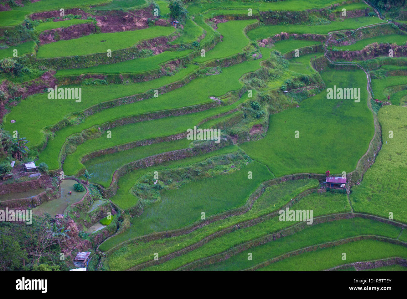 View of rice terraces fields in Banaue, Philippines. The Banaue rice ...