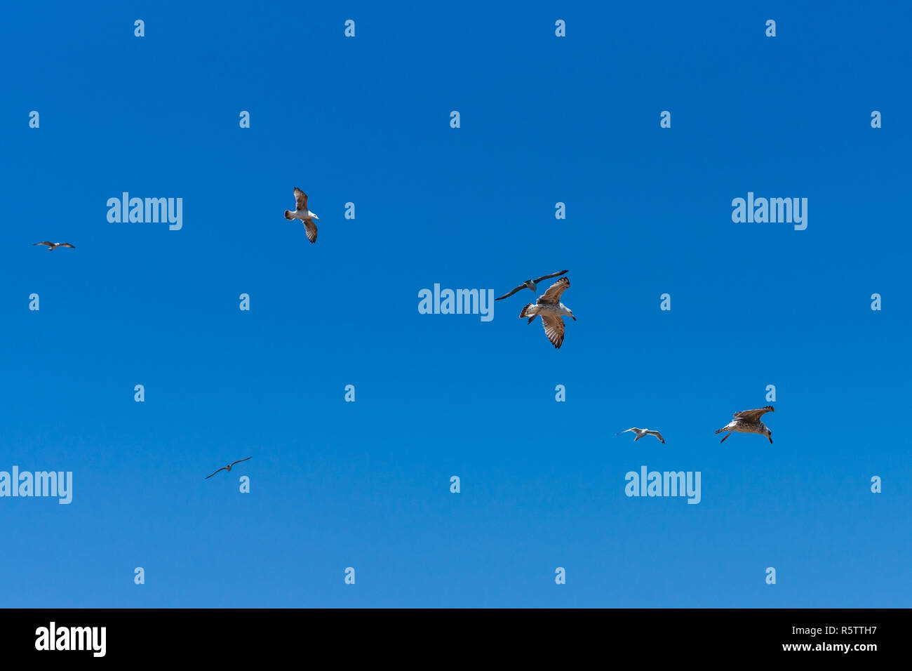 Gulls flying against the blue sky Stock Photo - Alamy