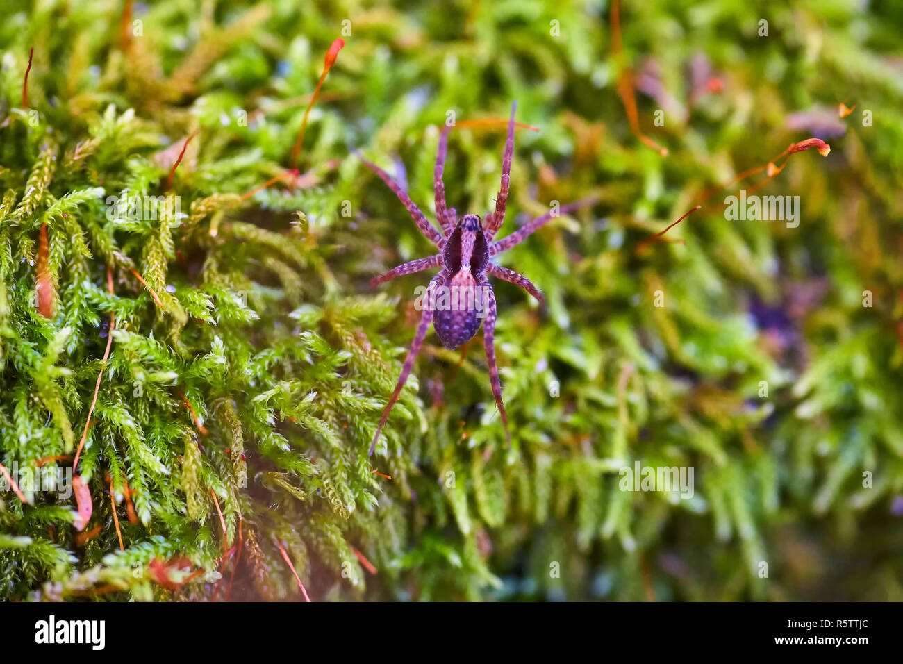 Spider crawling hi-res stock photography and images - Alamy