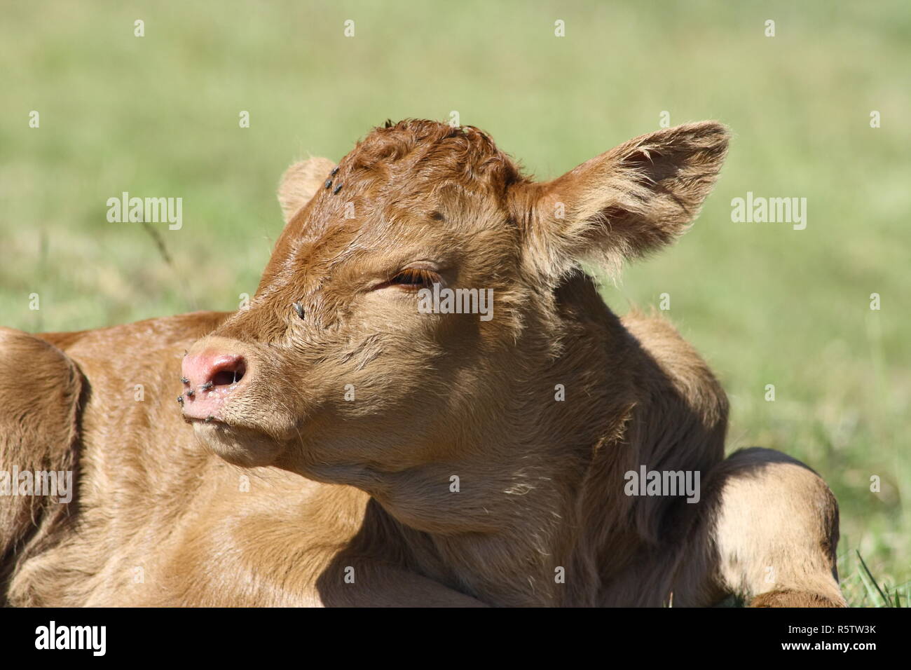 Calf eyes hi-res stock photography and images - Alamy