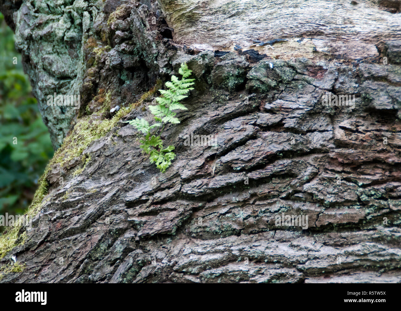 Manage forest hi-res stock photography and images - Alamy