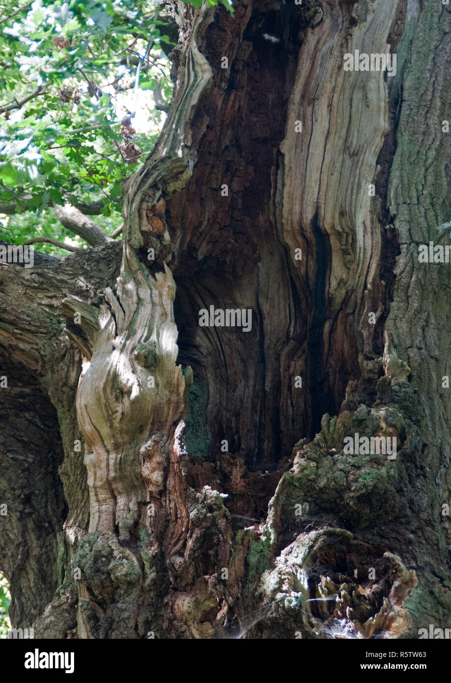Nottingham forest fire hi-res stock photography and images - Alamy