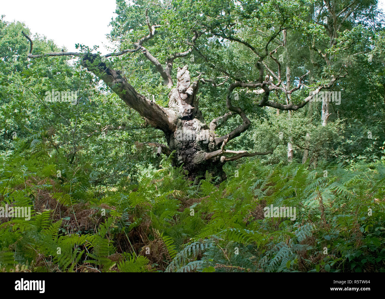Nottingham Forest Stock Photo - Alamy