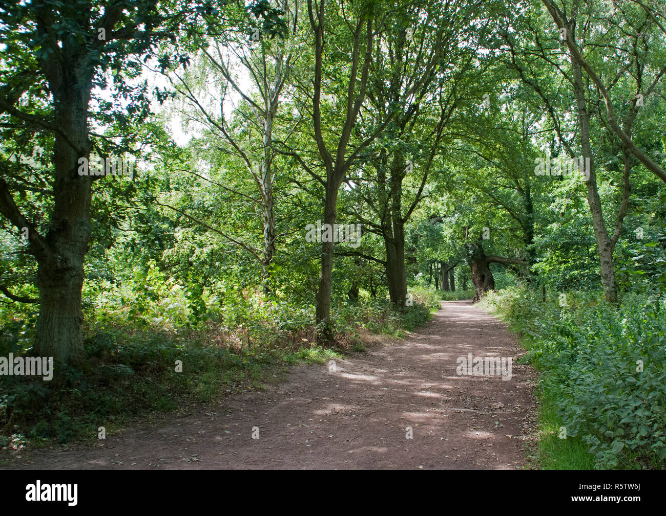 Manage forest hi-res stock photography and images - Alamy