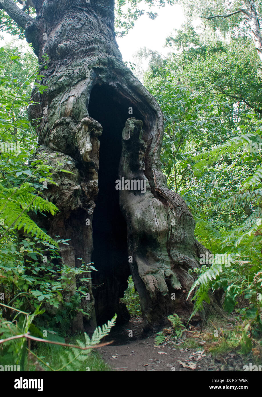 Nottingham forest fire hi-res stock photography and images - Alamy