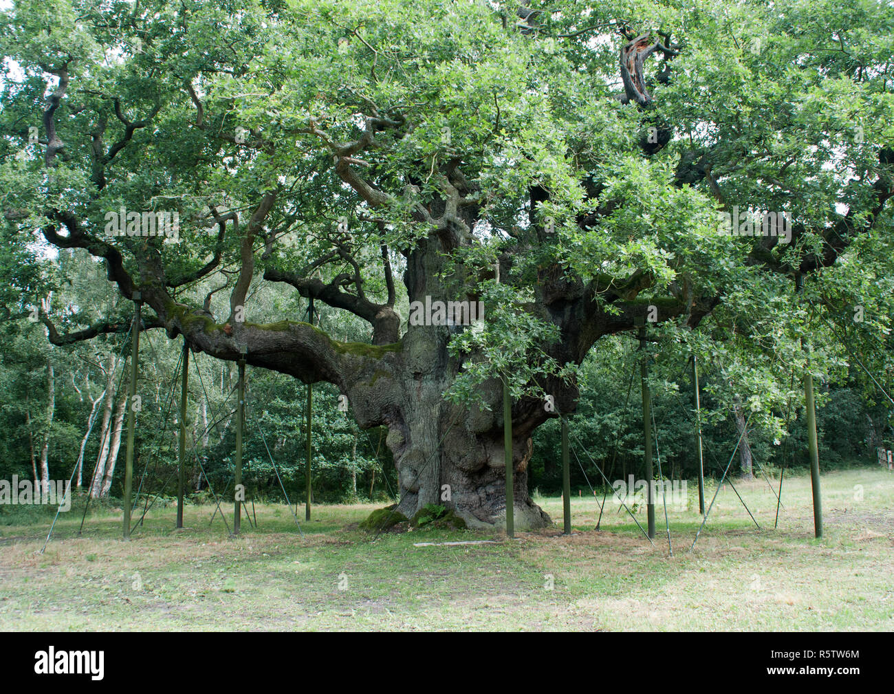 Robin tree forest floor hi-res stock photography and images - Alamy