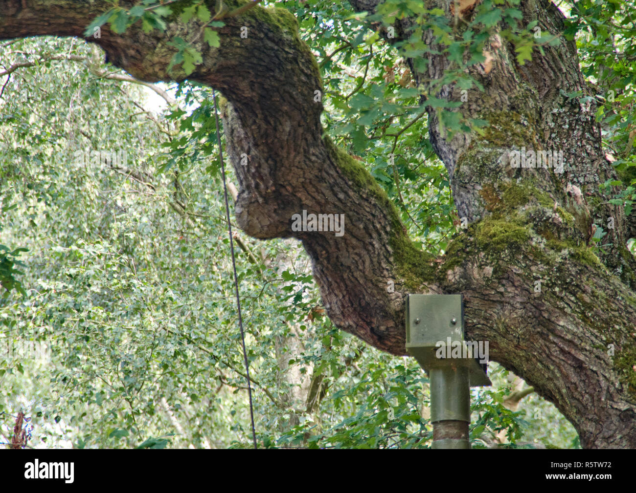 Nottingham Forest Stock Photo - Alamy