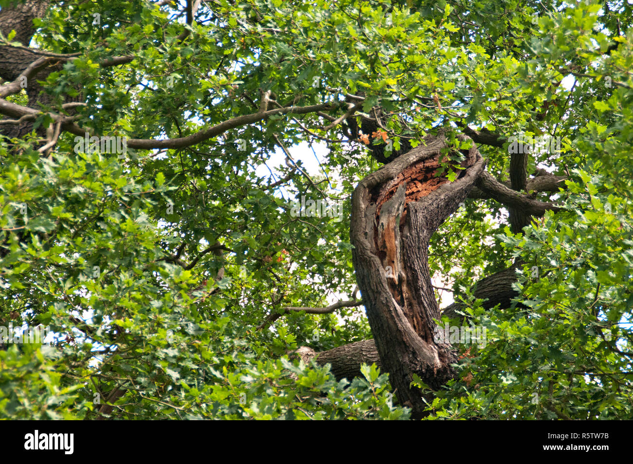Nottingham forest fire hi-res stock photography and images - Alamy