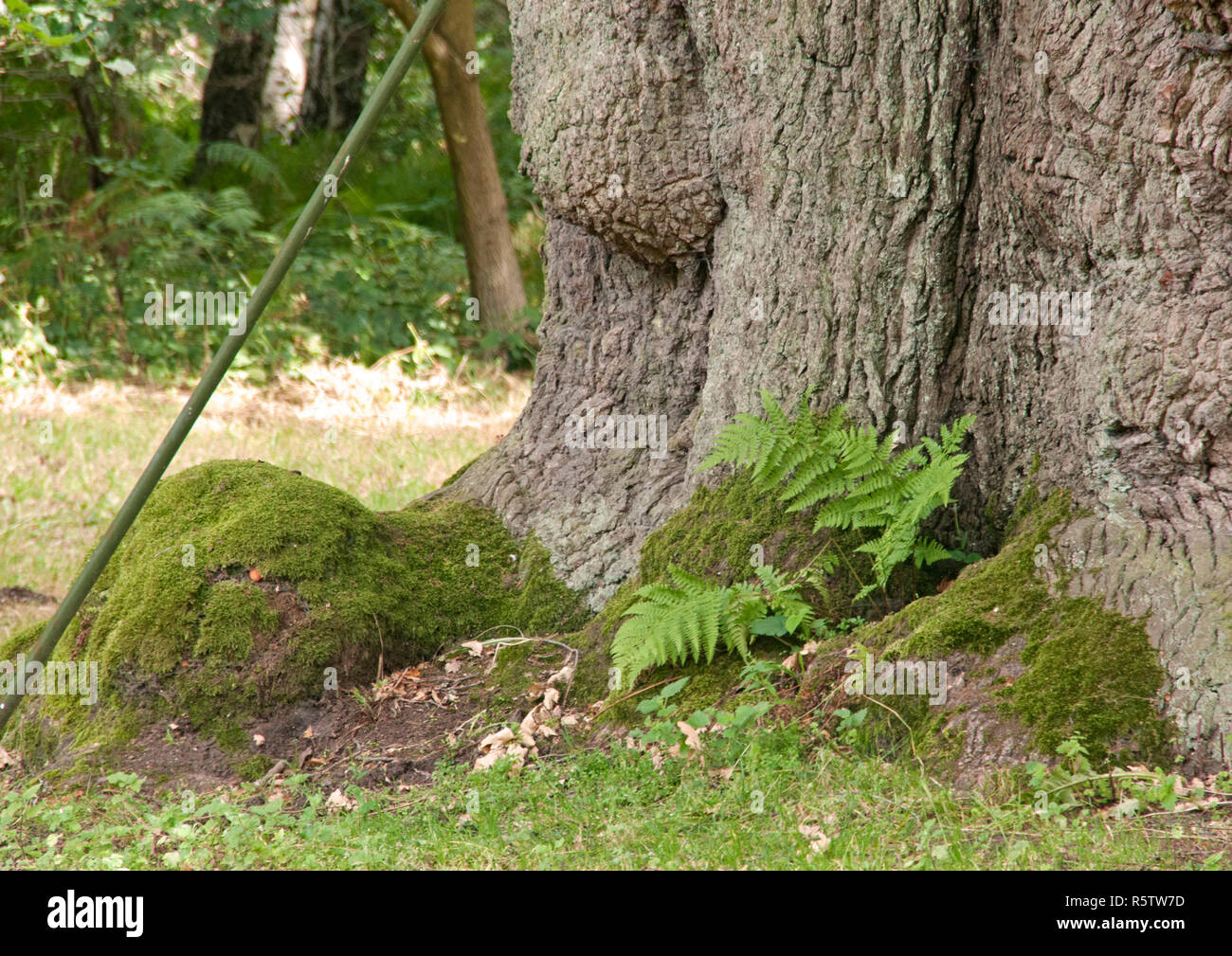 Nottingham Forest Stock Photo - Alamy