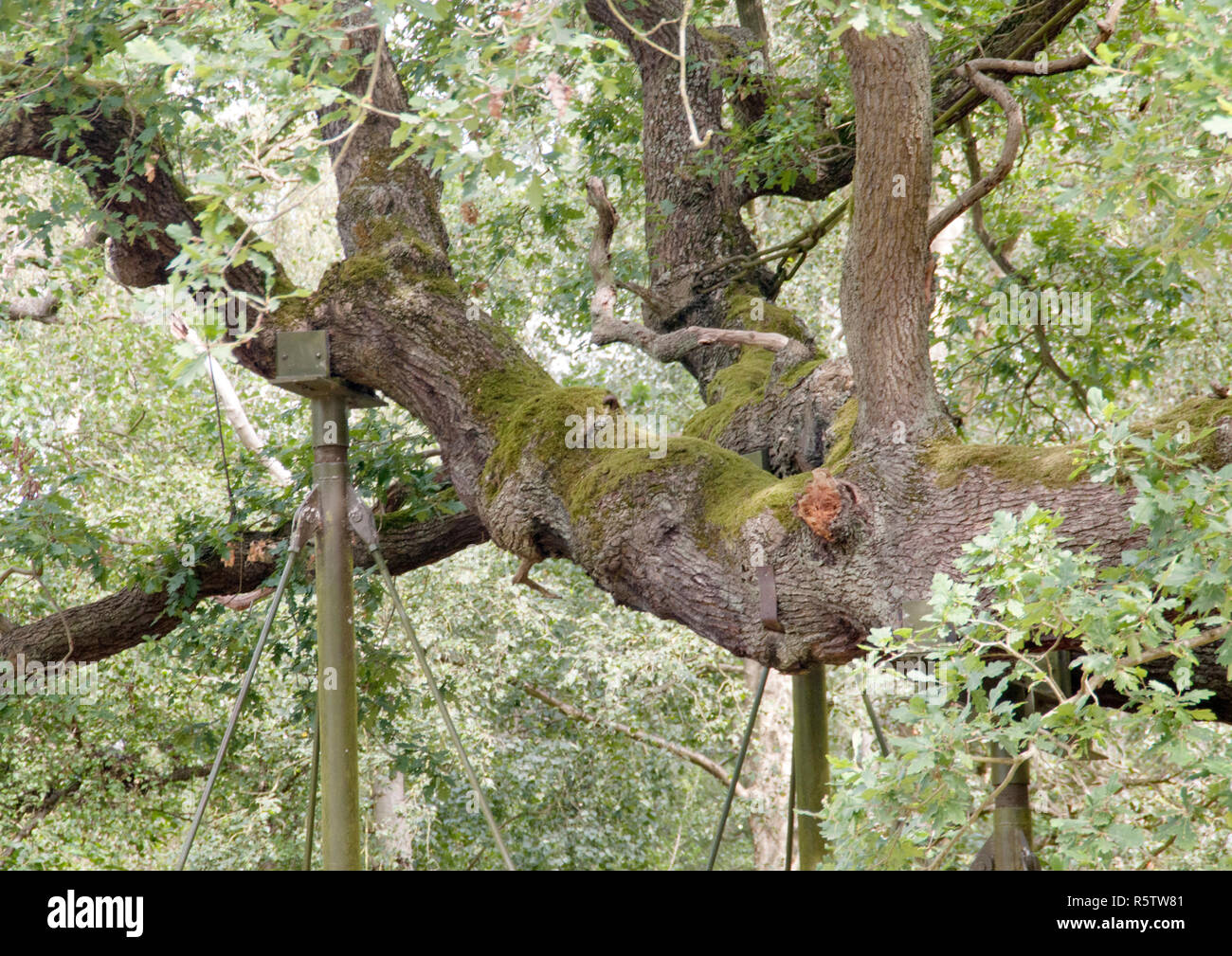 Nottingham forest fire hi-res stock photography and images - Alamy
