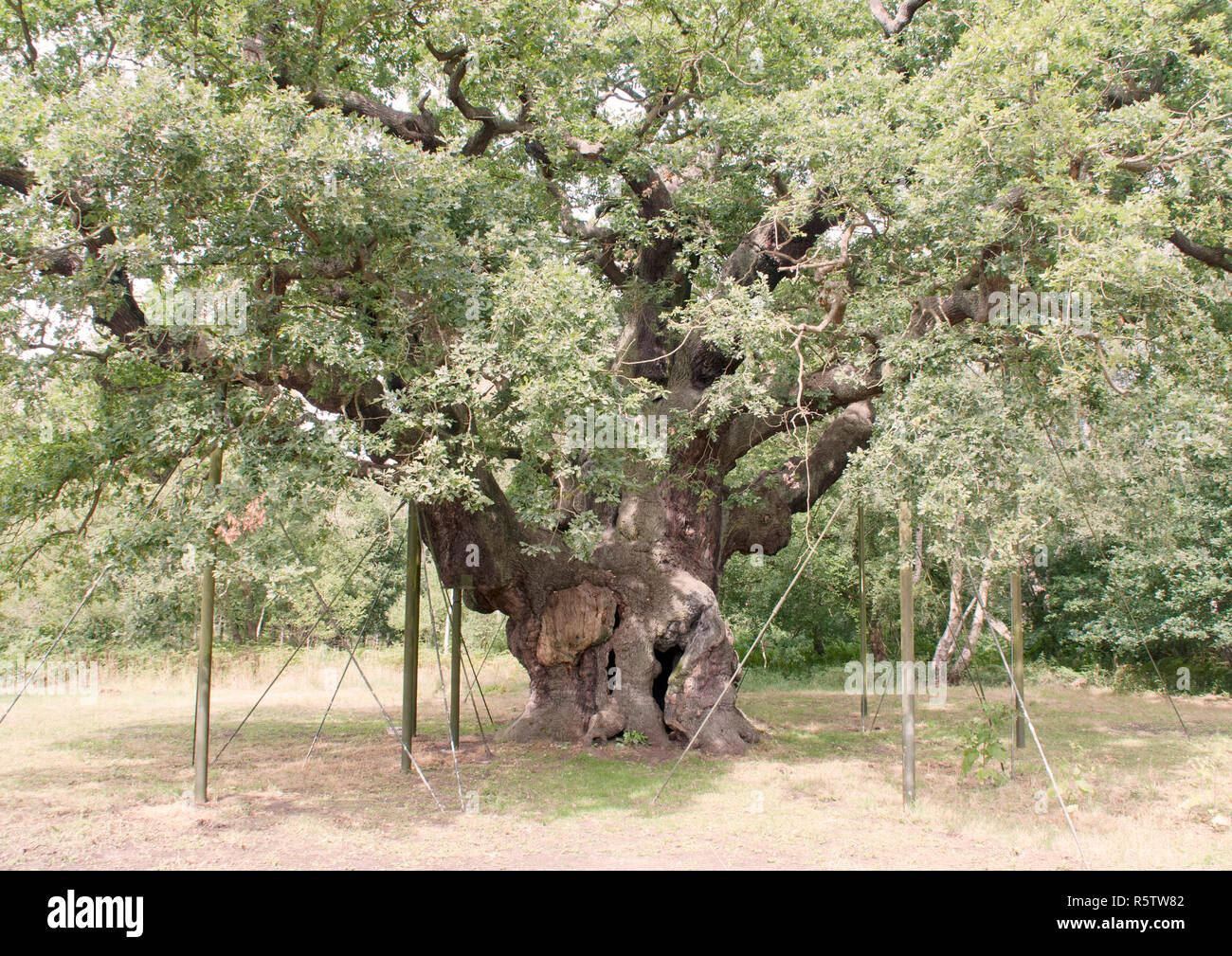 Nottingham Forest Stock Photo - Alamy
