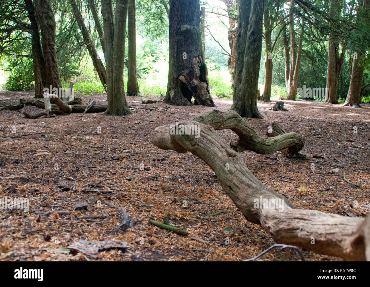 Manage forest hi-res stock photography and images - Alamy