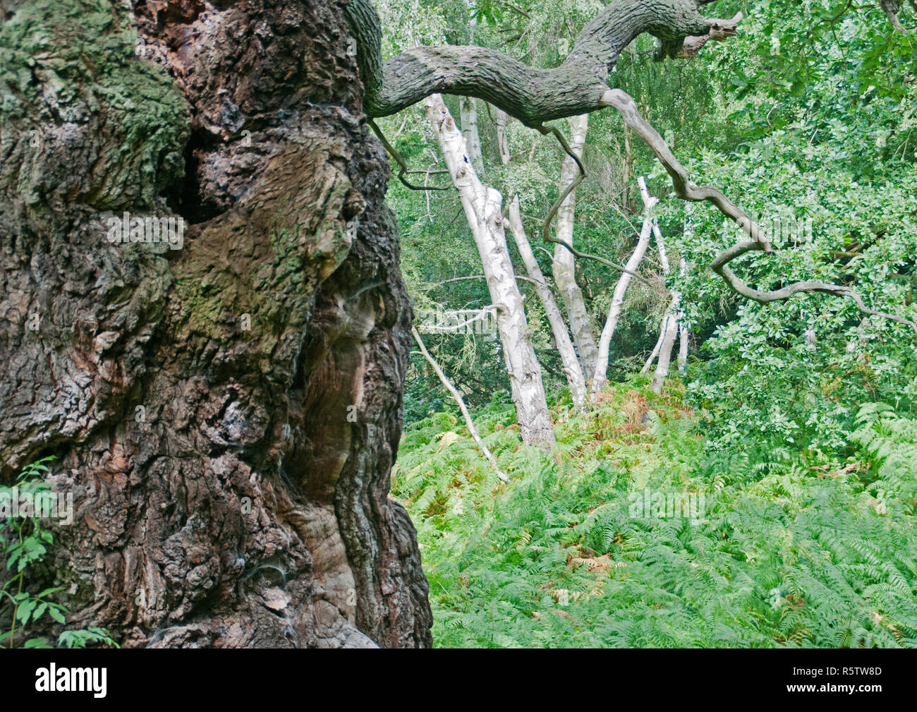 Nottingham Forest Stock Photo - Alamy