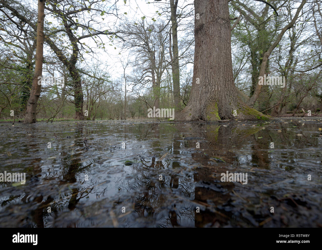 Nottingham forest fire hi-res stock photography and images - Alamy