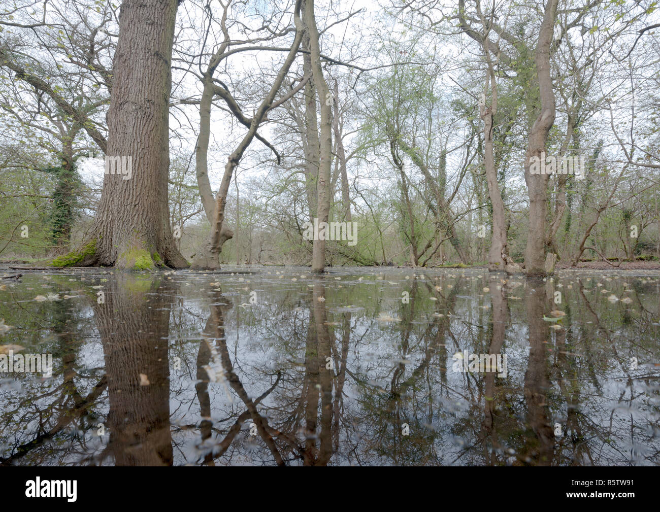 Nottingham forest fire hi-res stock photography and images - Alamy