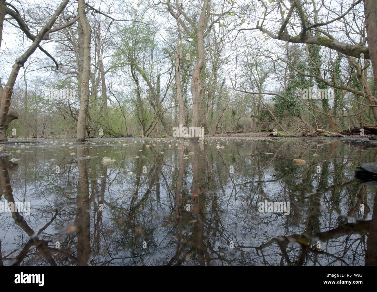 Nottingham forest fire hi-res stock photography and images - Alamy