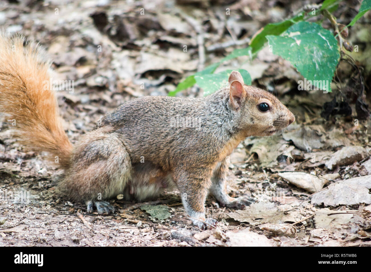 Hudsons bay squirrel hi-res stock photography and images - Alamy