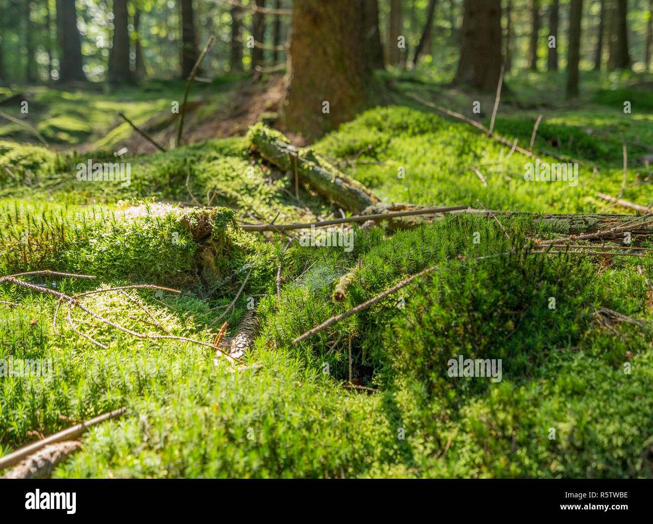 sunny forest scenery Stock Photo - Alamy