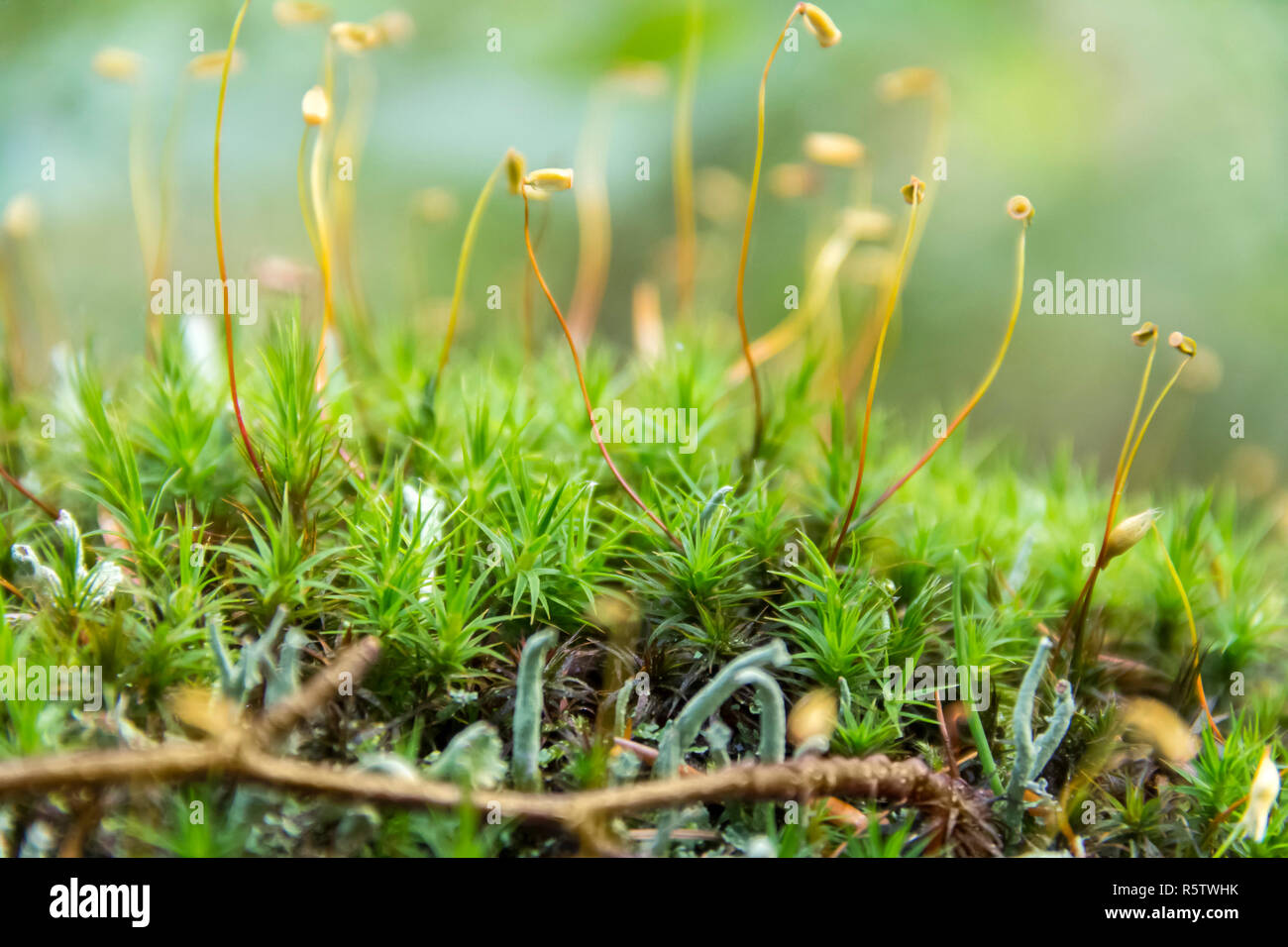 Developing spores hi-res stock photography and images - Alamy