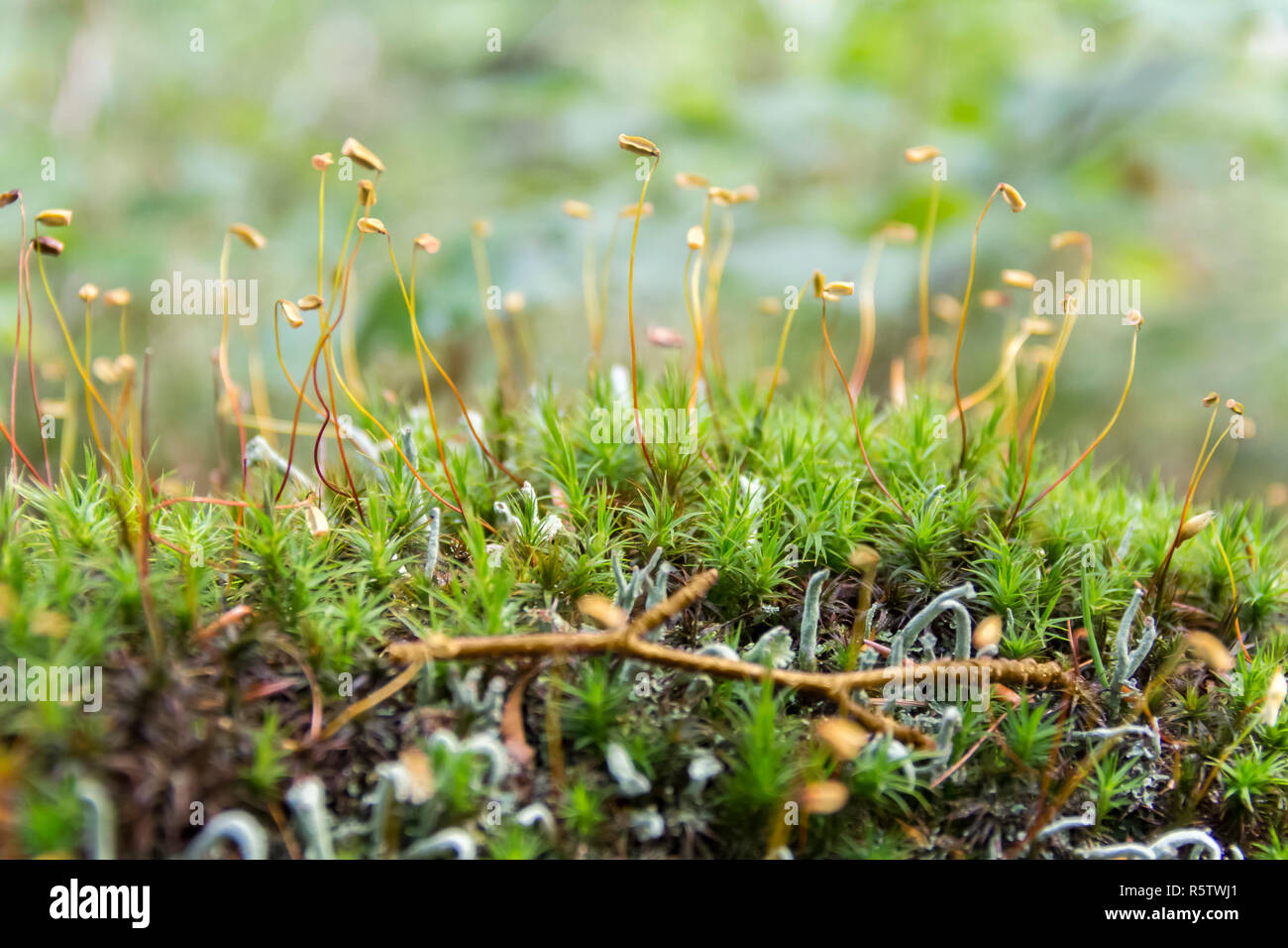 Moss spores hi-res stock photography and images - Alamy