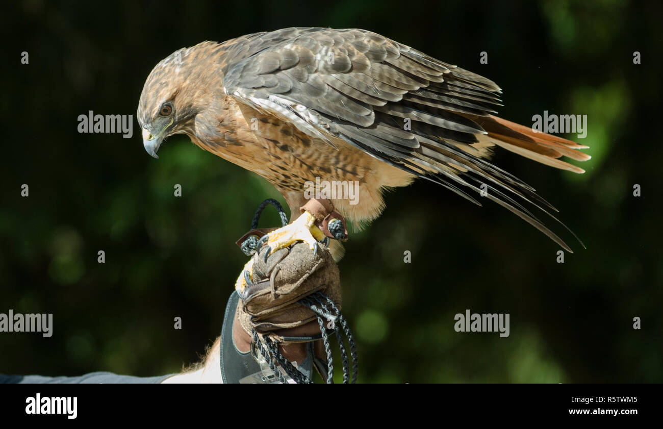 An injured red-tailed-hawk is part of a presentation at St. Edward ...