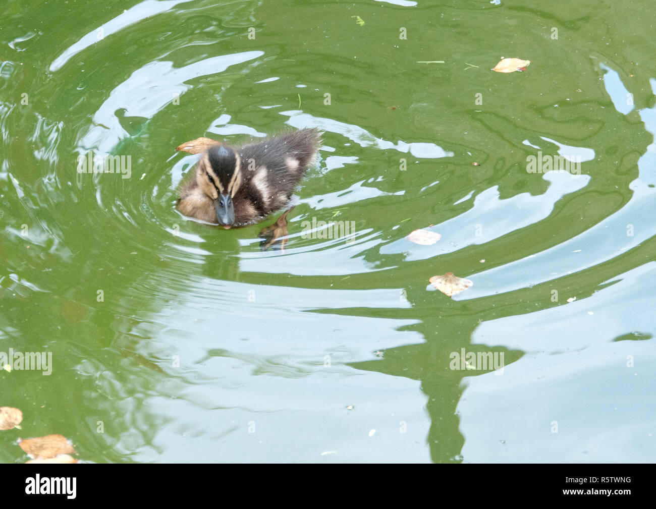 Duckling on Pond Stock Photo - Alamy