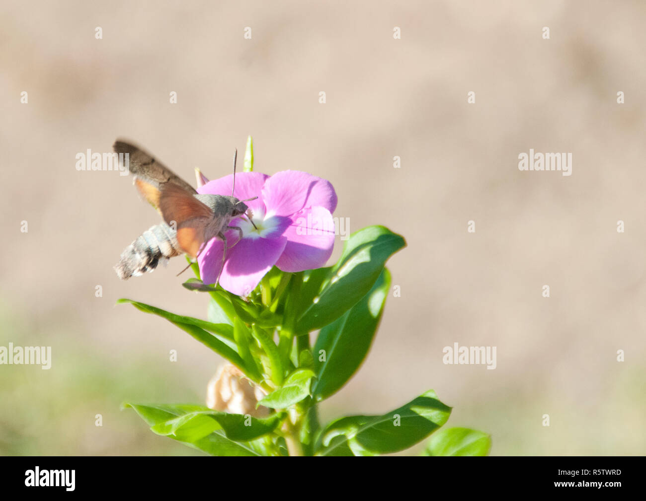Hummingbird moth caterpillar hi-res stock photography and images - Alamy