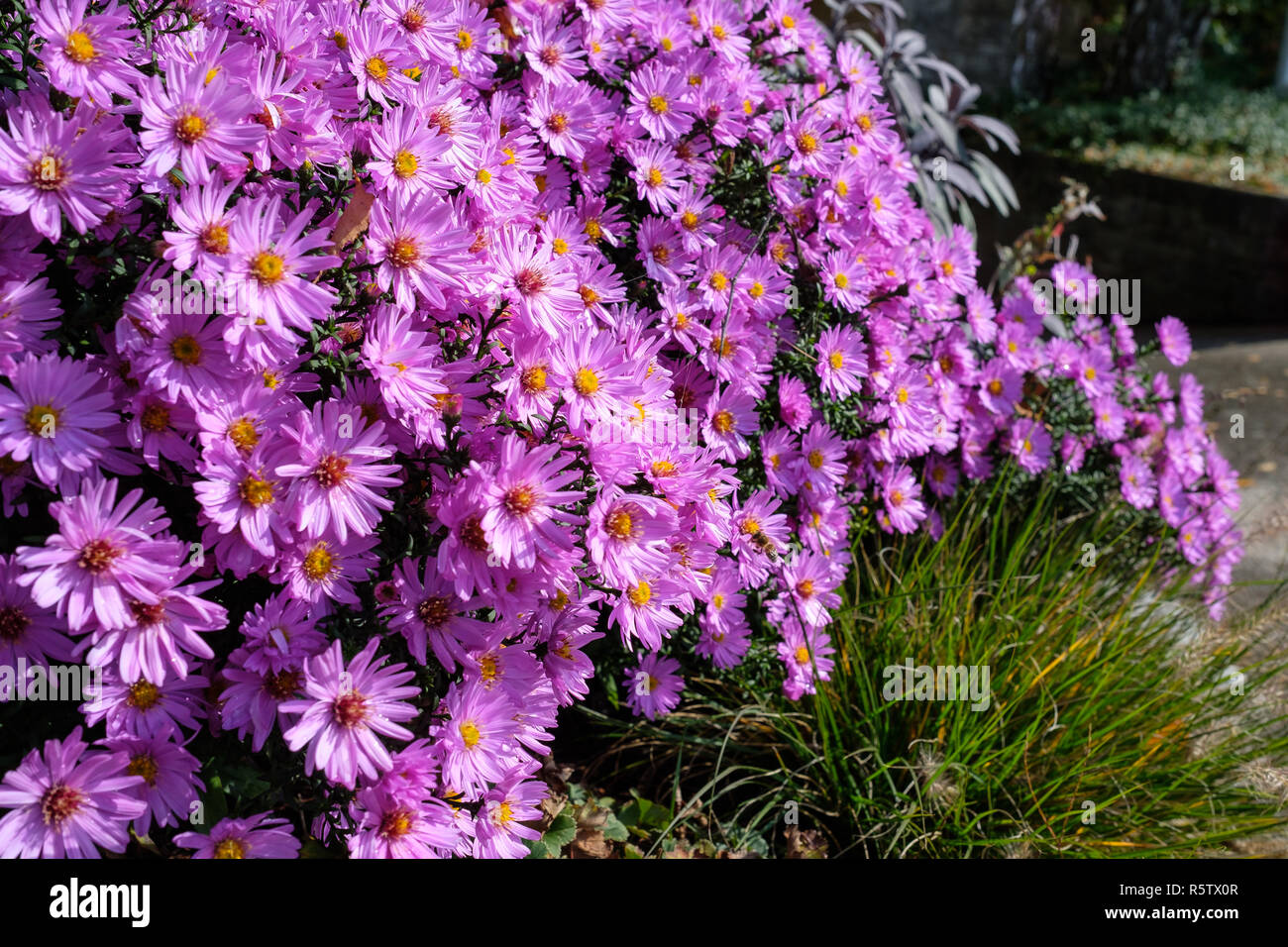 Purple fall colours hi-res stock photography and images - Alamy