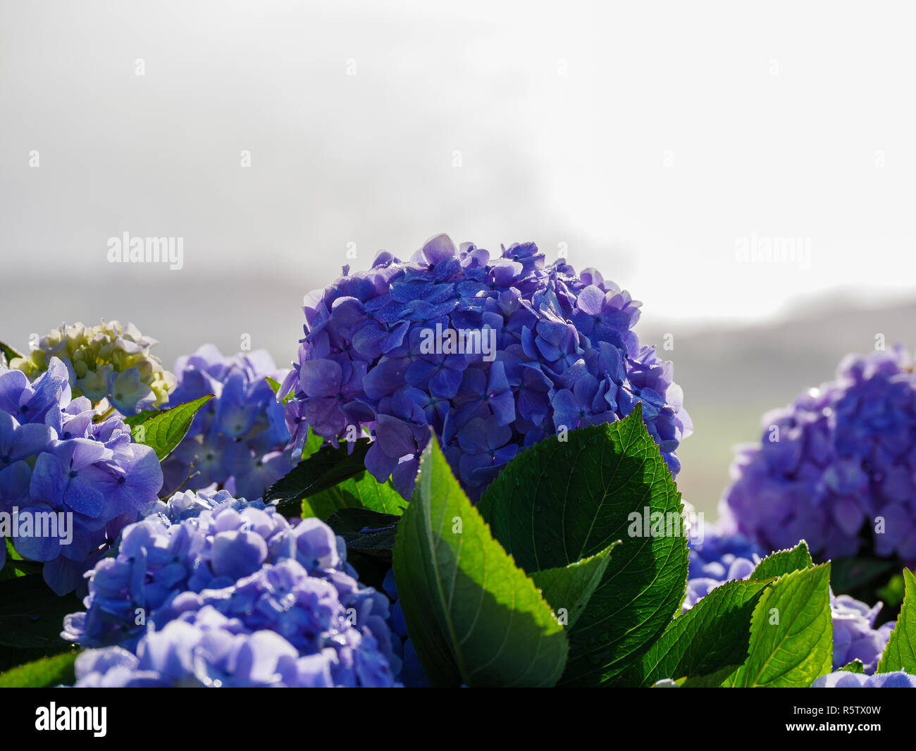 Image of beautiful blooming hydrangea in the nature of Azores Portufal ...