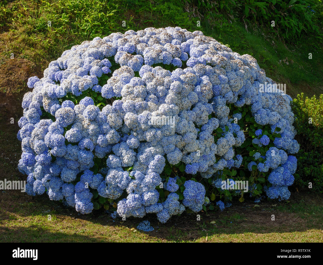 Image of beautiful blooming hydrangea in the nature of Azores Portufal ...