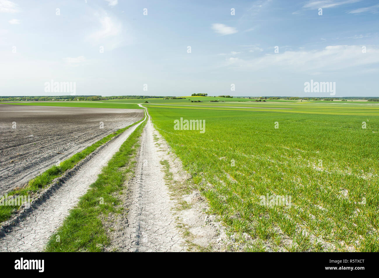 Long road through green-yellow fields, trees and groves, horizon and ...