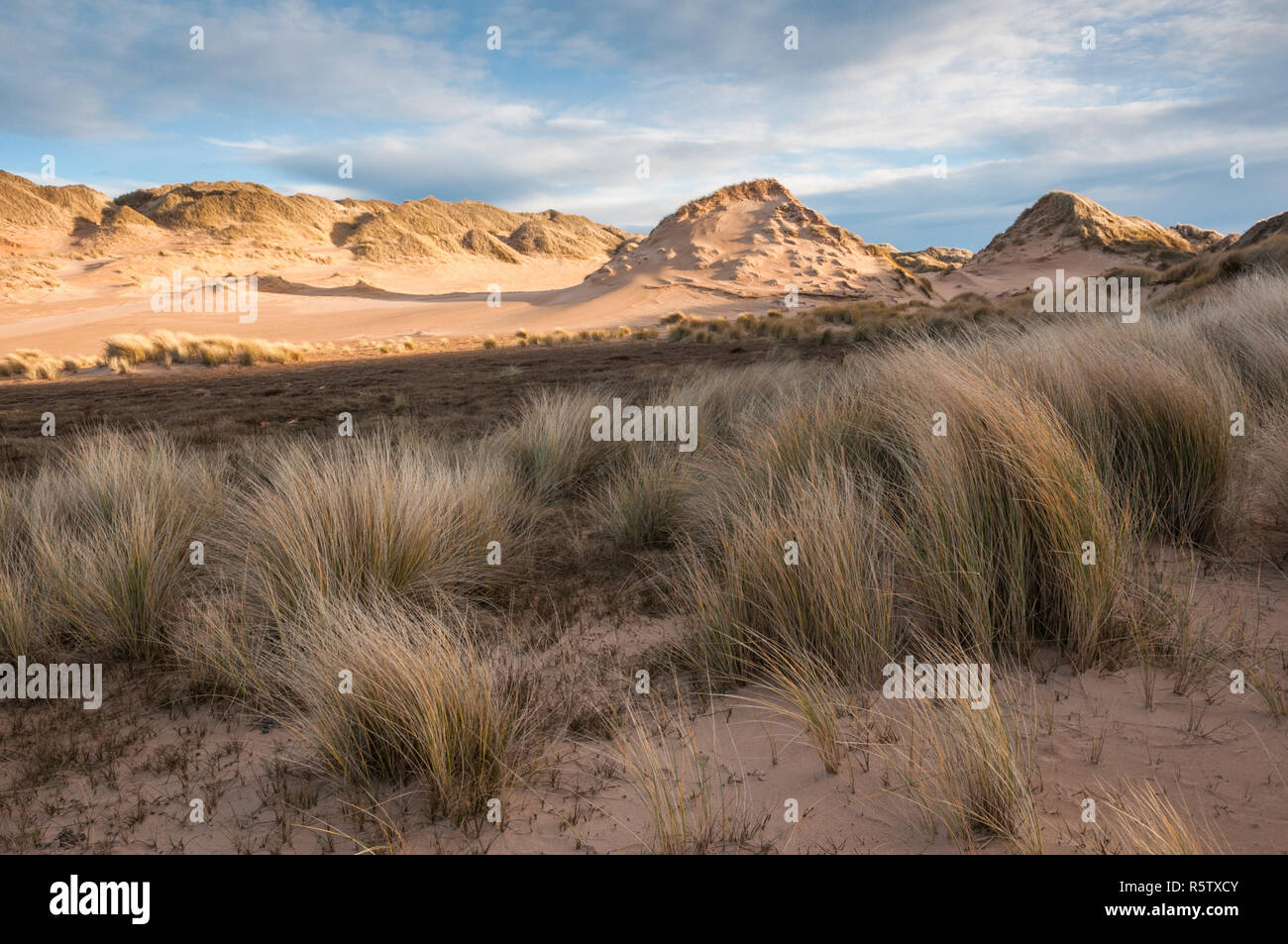 Forvie national nature reserve hi-res stock photography and images - Alamy