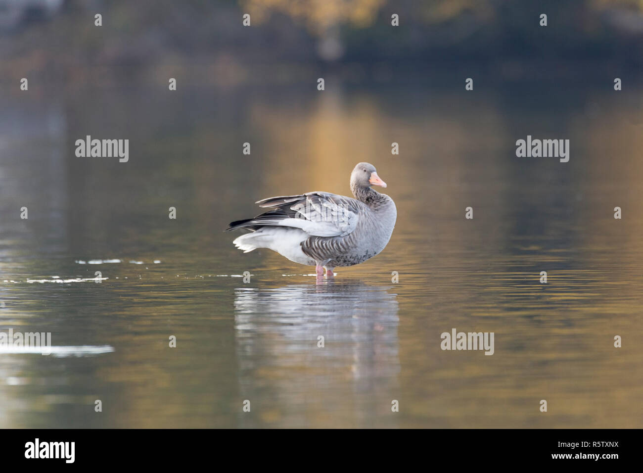 Standing greylag goose hi-res stock photography and images - Alamy