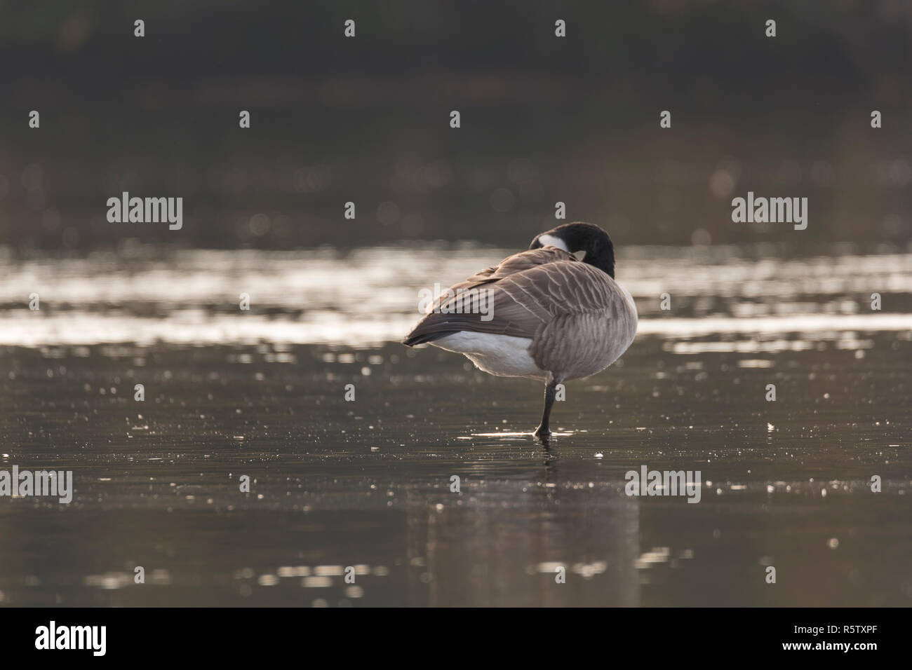 Canada goose on one leg hi-res stock photography and images - Alamy