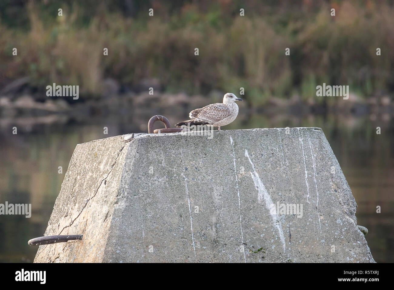 Juvenile Common Gull Stock Photo - Alamy